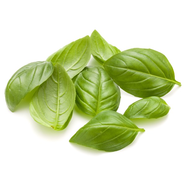 Basil Picked 1KG – Chefs Pantry